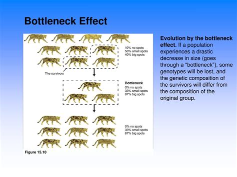 Ppt Chapter 5 Evolution Of Biodiversity Powerpoint Presentation Free