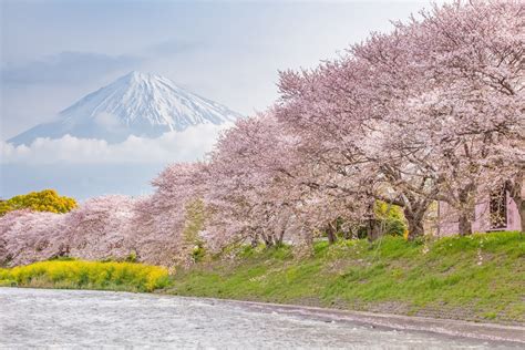 花のある美しい山の風景