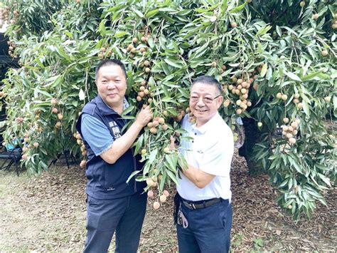 2023荔枝節甜蜜開跑！ 竹市農會攜手9座荔枝觀光果園邀民眾端午連假香山「採果趣」