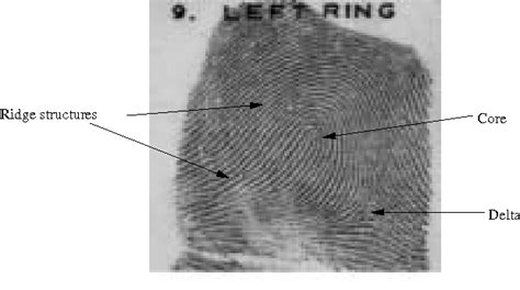 Figure 1 From Markov Models For Directional Field And Singularity Extraction In Fingerprint