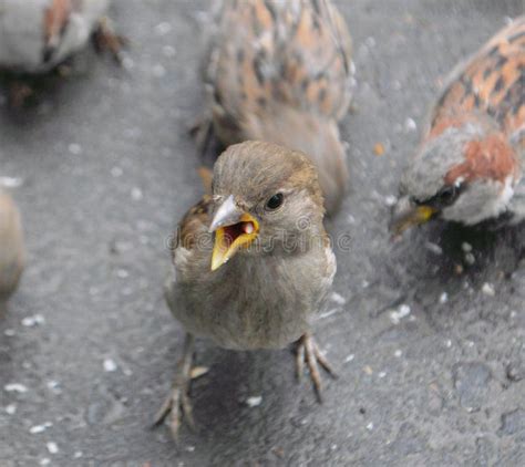 House Sparrows Looking For Food Stock Image Image Of Street Looking