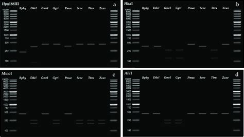 In Silico Simulation Of Restriction Fragment Length Polymorphism Download Scientific Diagram