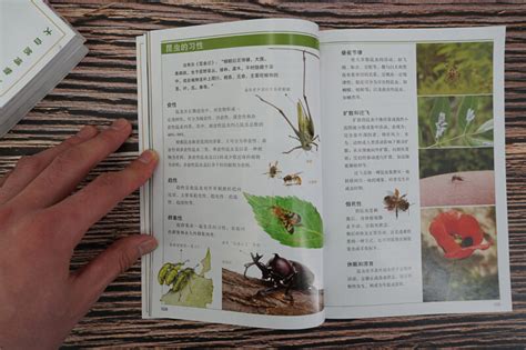 书昆虫精美昆虫科普图鉴虫昆虫大自然科普百科博物馆图鉴百科书籍 400多幅精美昆虫图片生动活泼自然珍藏图鉴图书鉴别昆 虎窝淘