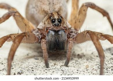 848 Imagens De Wolf Spider Face Imagens Fotos Stock E Vetores