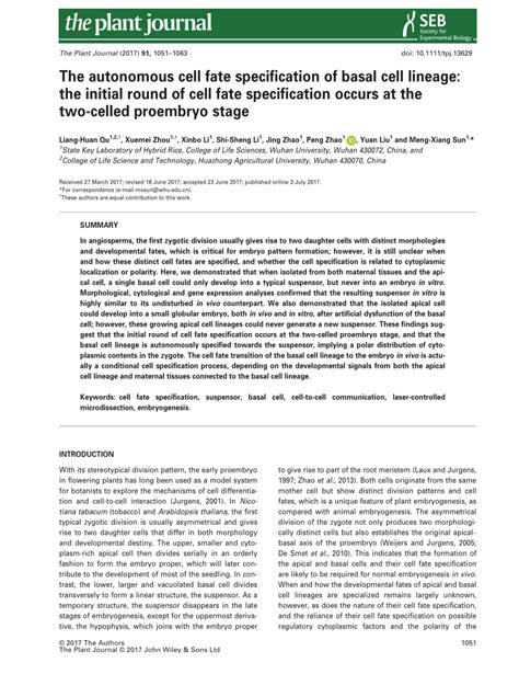 Pdf The Autonomous Cell Fate Specification Of Basal Cell Lineage The