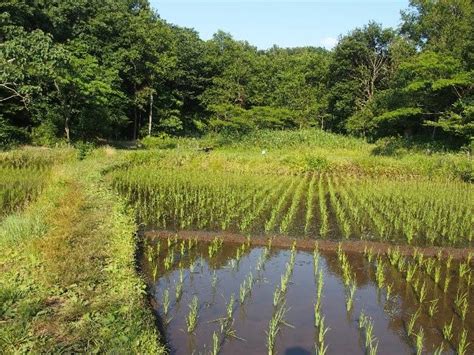 舞岡公園谷戸の田んぼ風景 庭先の四季