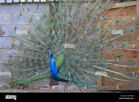 Male Peacocks Mating