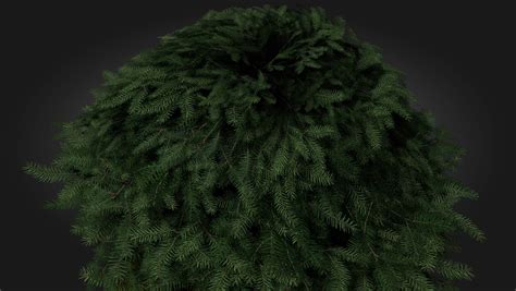 3D Scan Based Nested Spruce PBR TurboSquid 1953914