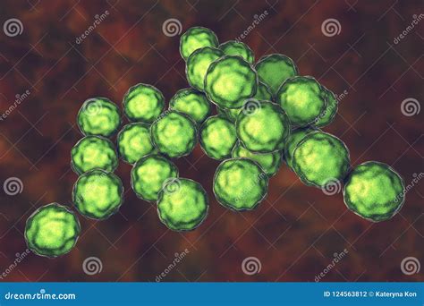 Chlamydia Trachomatis Bacteria Stock Illustration Illustration Of