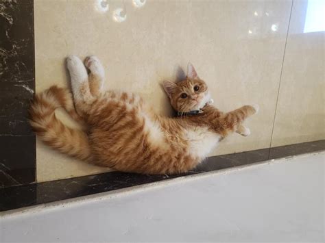 Pageinit 过程及解析 知乎