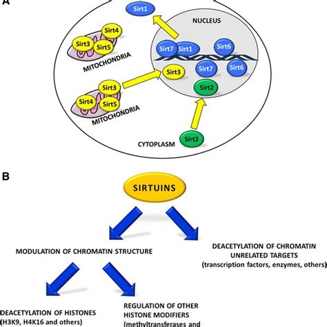 Subcellular Localization And Function Of Sirtuins A Subcellular Download Scientific Diagram
