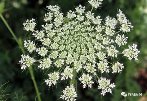 谷阳美景 野茴香花开 百科TA说