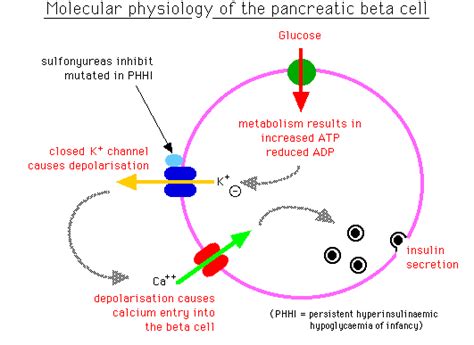Pancreatic Beta Cell Physiology Primary Care Notebook