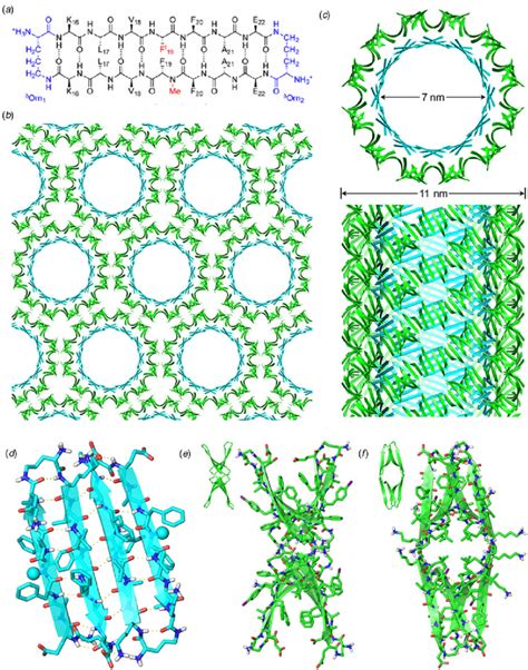 A Sequence Of Macrocyclic β Sheet 1 B Macrocyclic β Sheet 1