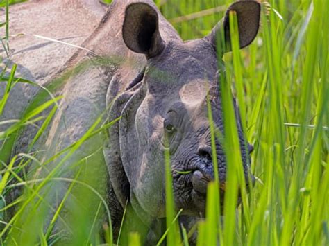 Angry Rhino Chases Safari Jeep In Greater Kruger National Park For Over