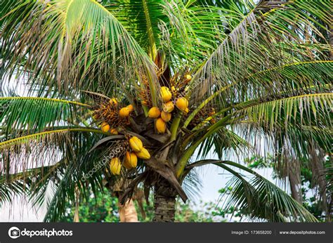 Palm Trees Have Coconuts At Luke Earsman Blog