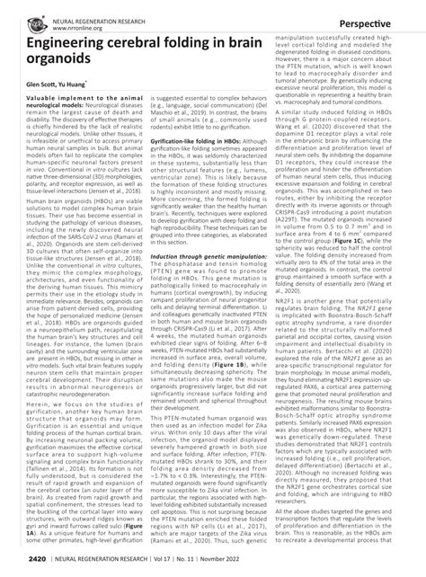Pdf Engineering Cerebral Folding In Brain Organoids