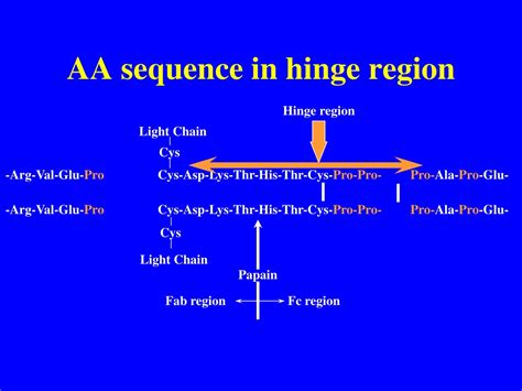 Ppt Antibody Structure And Immunoglobulin Classes Powerpoint