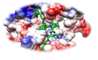 COMPUTER AIDED DRUG DESIGN CADD AN APPROACH FOR DRUG DISCOVERY Rasalsi