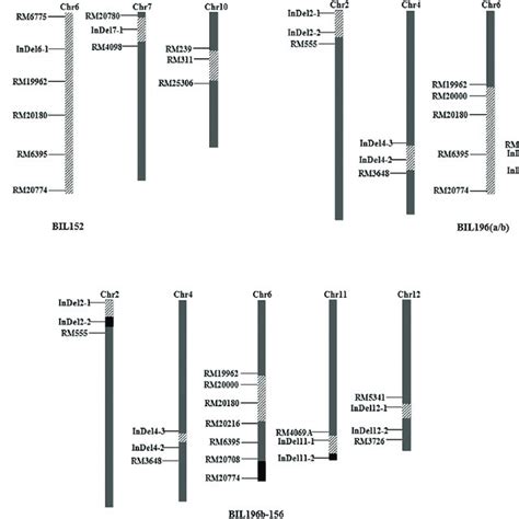 Flow Chart Of Population Development For QTL Analysis Download Scientific Diagram