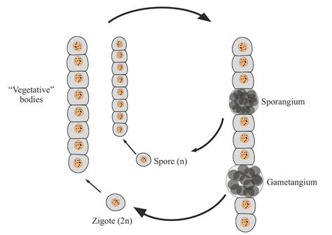 Generalized Scheme Of The Life Cycle Of A Multicellular Organism Download Scientific Diagram