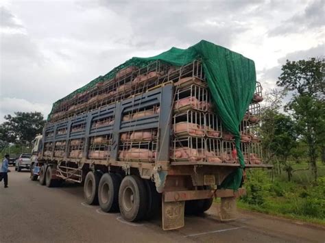 រដ្ឋមន្ត្រីក្រសួងកសិកម្ម ស្នើឲ្យអភិបាលខេត្តជាប់ព្រំដែនទប់ស្កាត់ការនាំចូលសត្វជ្រូក Tnaot