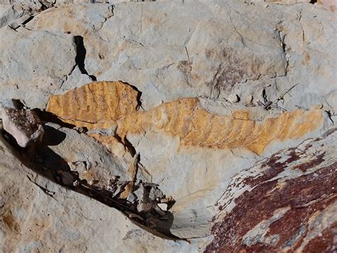 Cretaceous Unknown Fossil Fossil Id The Fossil Forum