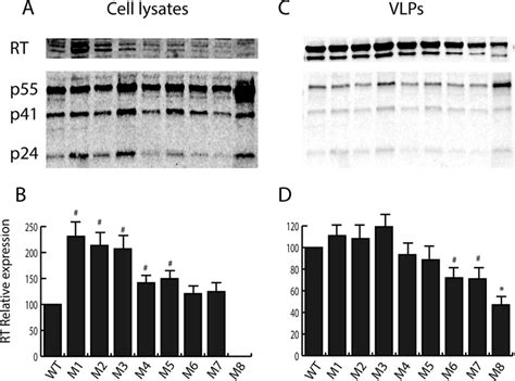 Quantification Of The Expression Of Reverse Transcriptase Rt A And
