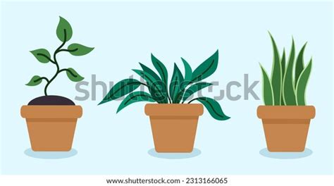 Plants Pots Flat Style Set Design Stock Vector Royalty Free 2313166065 Shutterstock
