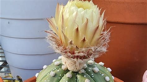 선인장 꽃들이~♡♡ 투구 Youtube