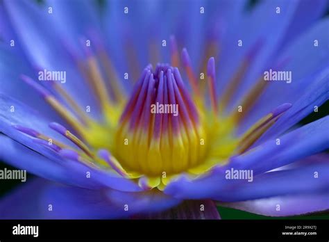 Water Lily Nymphaea Stock Photo Alamy