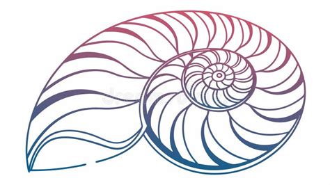 Nautilus Shell Illustration Nature And Fibonacci Sequence Themes