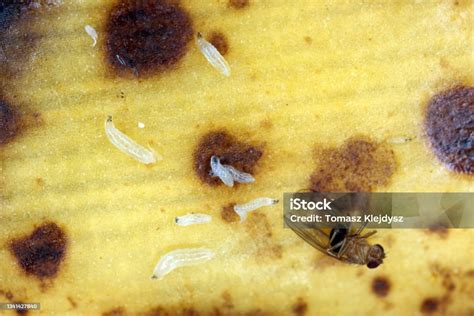 일반적인 과일 파리 또는 식초 비행 Drosophila 멜라노가스터와 애벌레 구더기 그것은 가족 Drosophilidae에서 비행의 종입니다 과일과 과일로 만든 음식의
