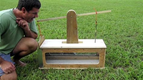 squirrel box trap - YouTube