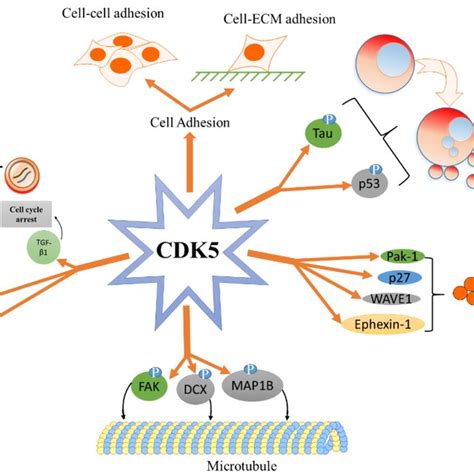 A Summary Of The Various Cyclin Dependent Kinase 5 Cdk5 Mediated Download Scientific Diagram