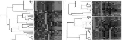 Hierarchal Clustering Showing A Group Of Underexpressed Genes Showing