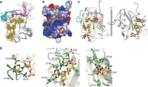 Solution Structure Of The Htra2 β Rrm 5′ Gaagaa 3′ Complex A Download Scientific Diagram