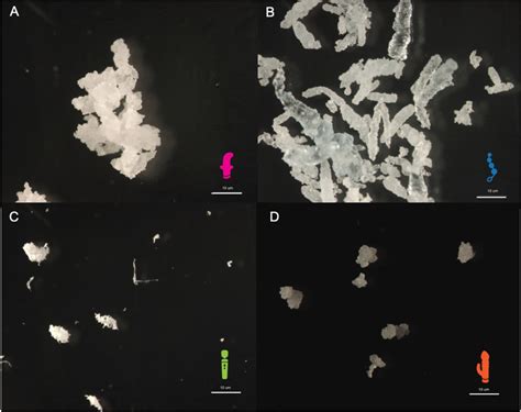Sex Toy Microplastic Microscope Images All Scale Bars Read 10 µm A