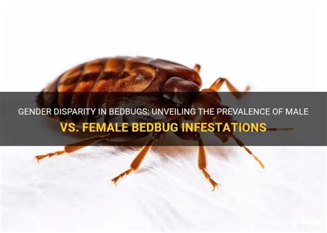Gender Disparity In Bedbugs Unveiling The Prevalence Of Male Vs Female Bedbug Infestations