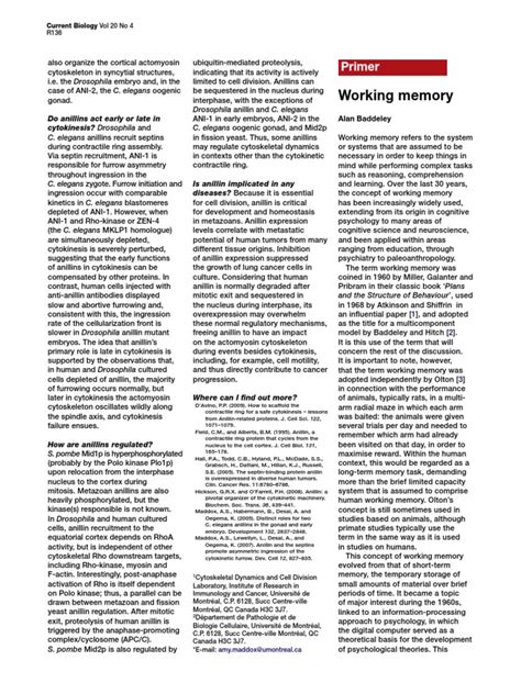 working memory pdf working memory memory