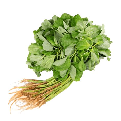 Bayam 莧菜 Floralife Sdn Bhd