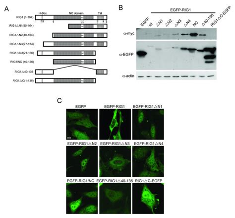 Analysis Of The Expression Of Various Truncated Egfp Rig1 Fusion Download Scientific Diagram