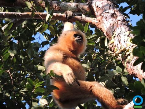 ឧទ្យាន ជាតិ វើ ន សៃ សៀម ប៉ាង ជា កន្លែង អាច មើលឃើញ សត្វ ទោច ថ្ពាល់ លឿង ដែលជា ប្រភេទ រងគ្រោះ ជិត