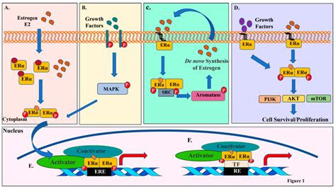 ERα E2 signaling network and crosstalk with growth factor signaling