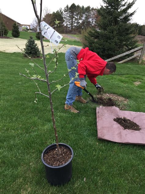 Tree Planting Tips American Tree Experts