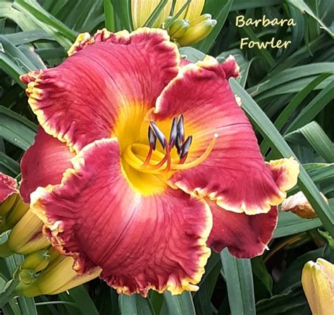 Elohim Daylilies Barbara Fowler
