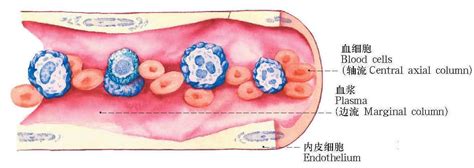86 白细胞游出过程模式图 病理学图谱