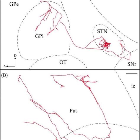 Axonal Branching Patterns Of The Major Basal Ganglia Components And