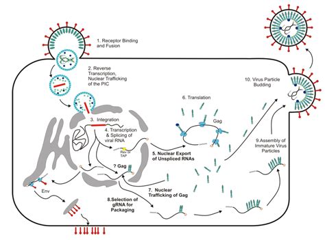 Retrovirus Life Cycle