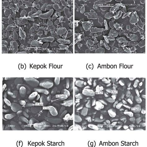 Granule Morphology Of Flour And Starch From Four Banana Cultivars